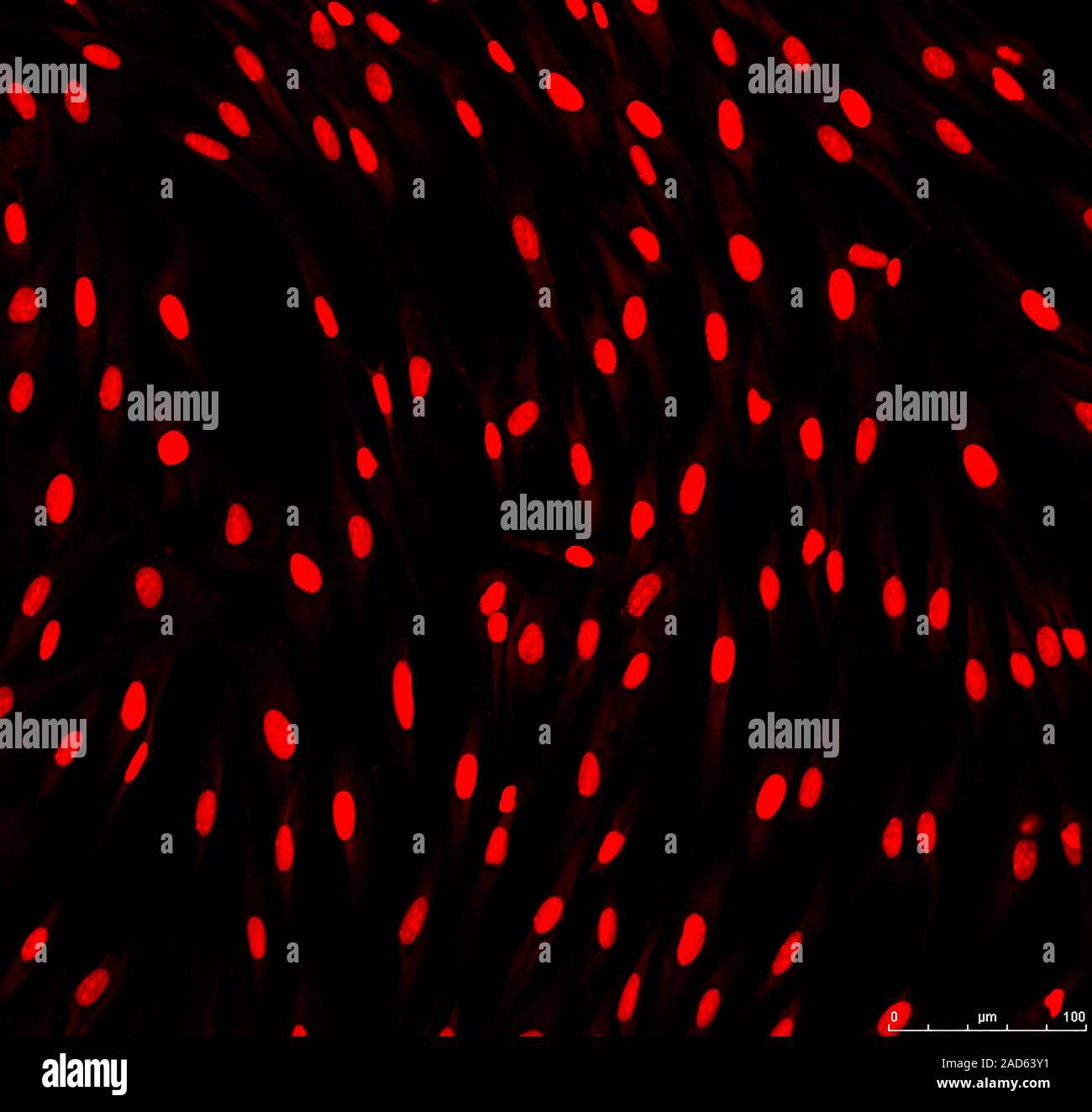 Fibroblasti cellule della pelle. Luce di fluorescenza micrografia di ...