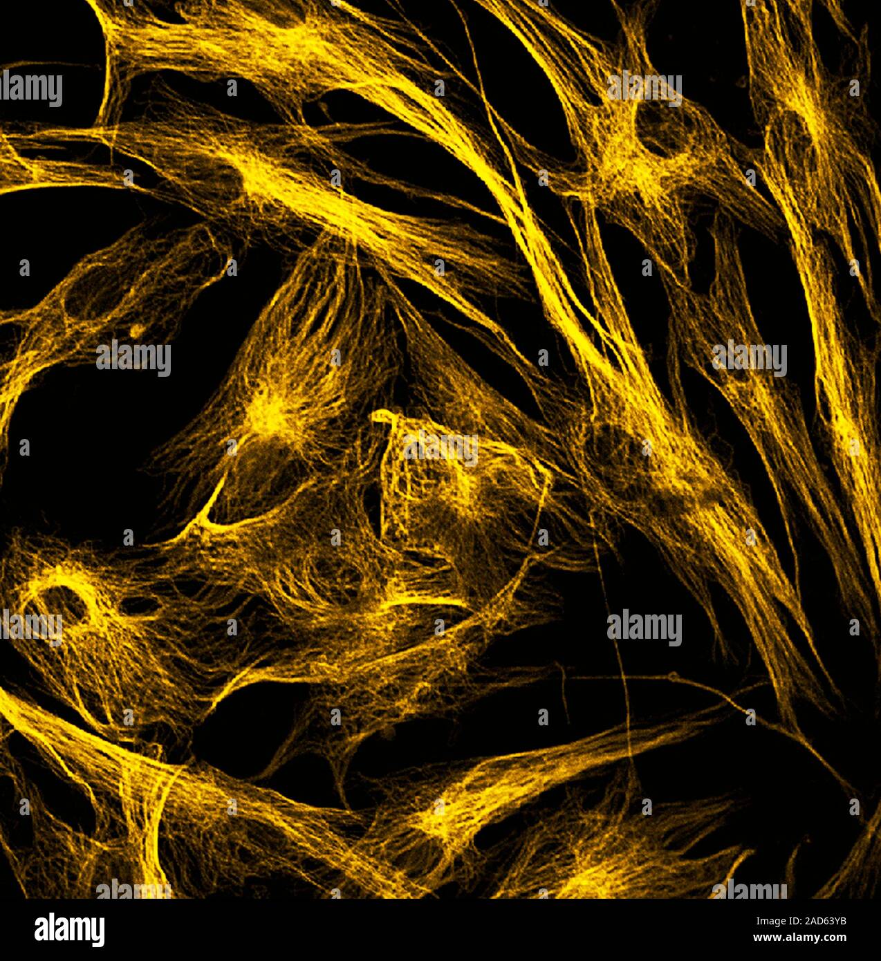 Fibroblasti cellule della pelle. Luce di fluorescenza micrografia di ...