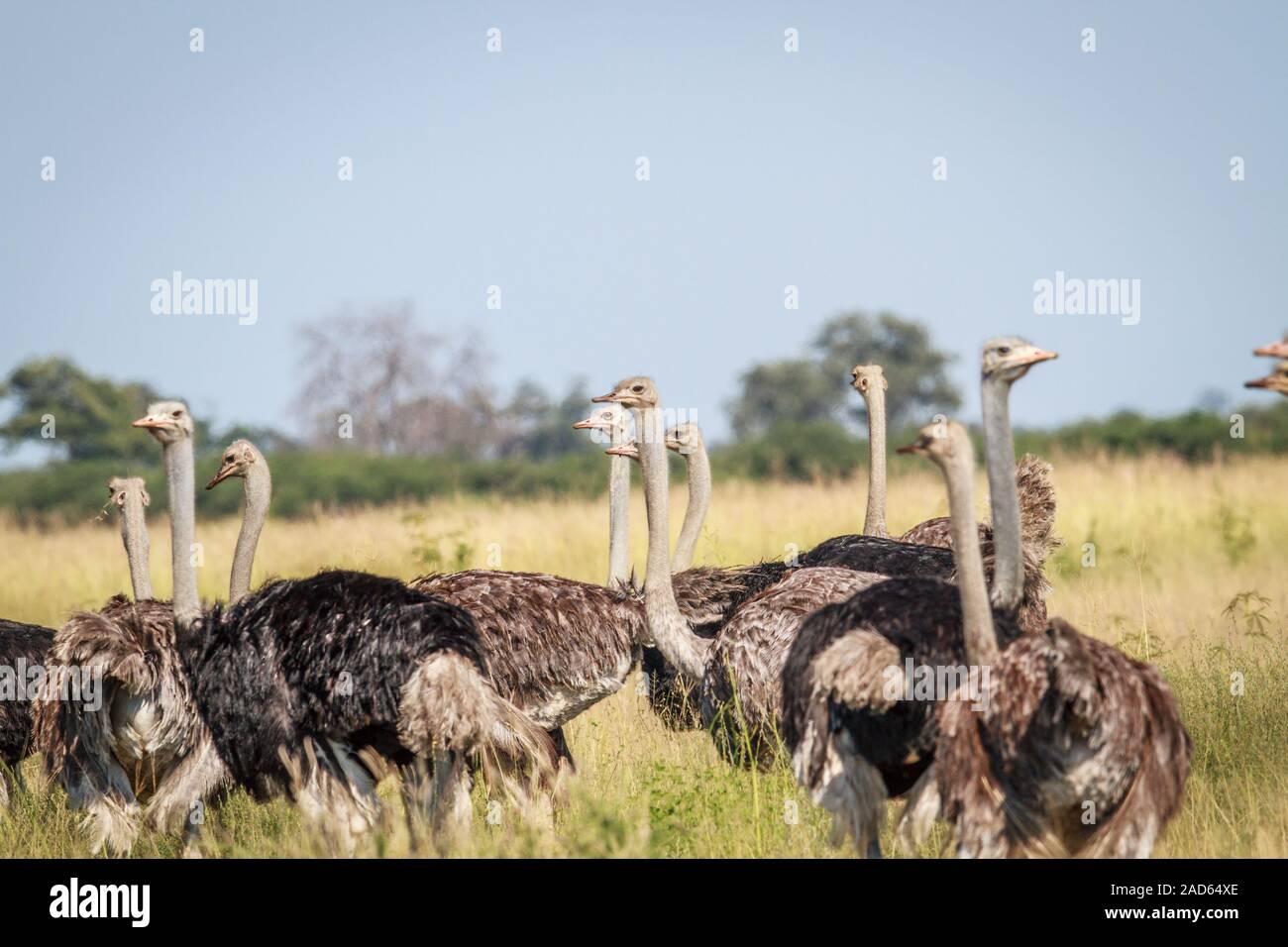 Struzzi divertenti immagini e fotografie stock ad alta risoluzione - Alamy