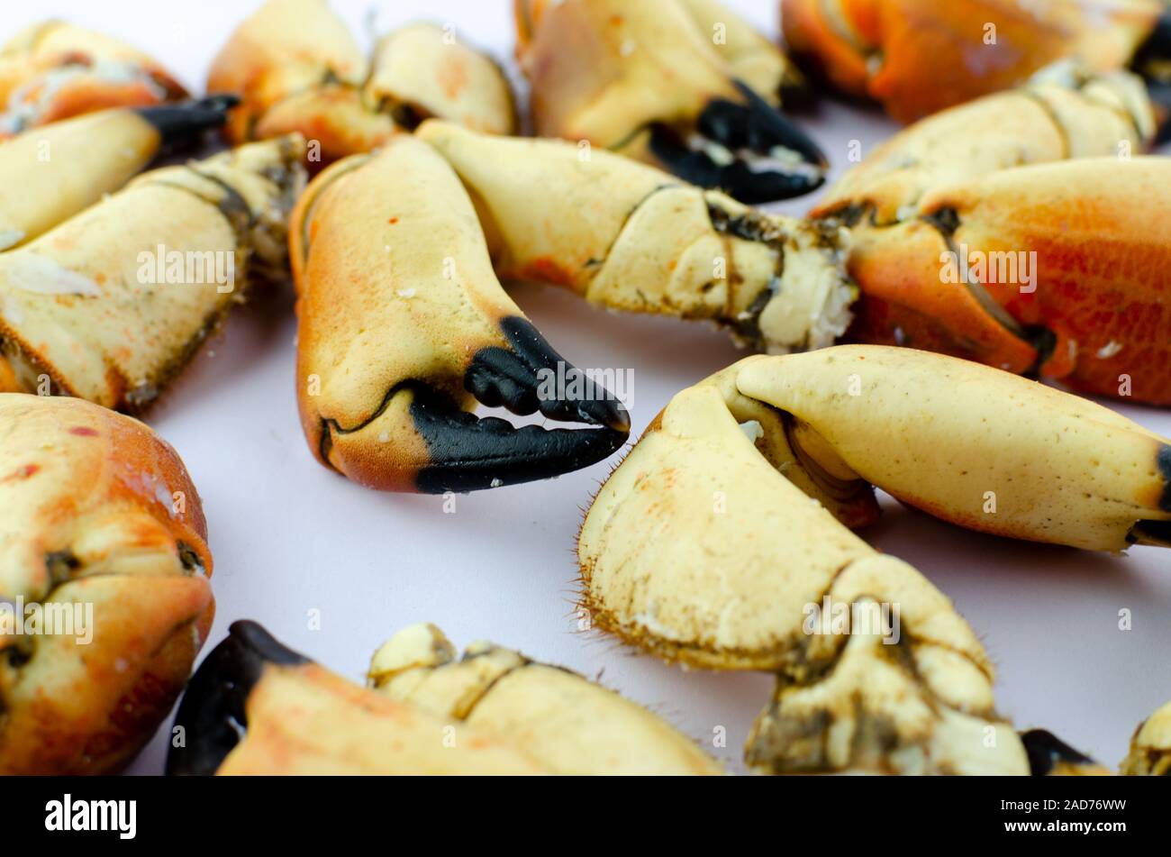 Chela di granchio immagini e fotografie stock ad alta risoluzione - Alamy