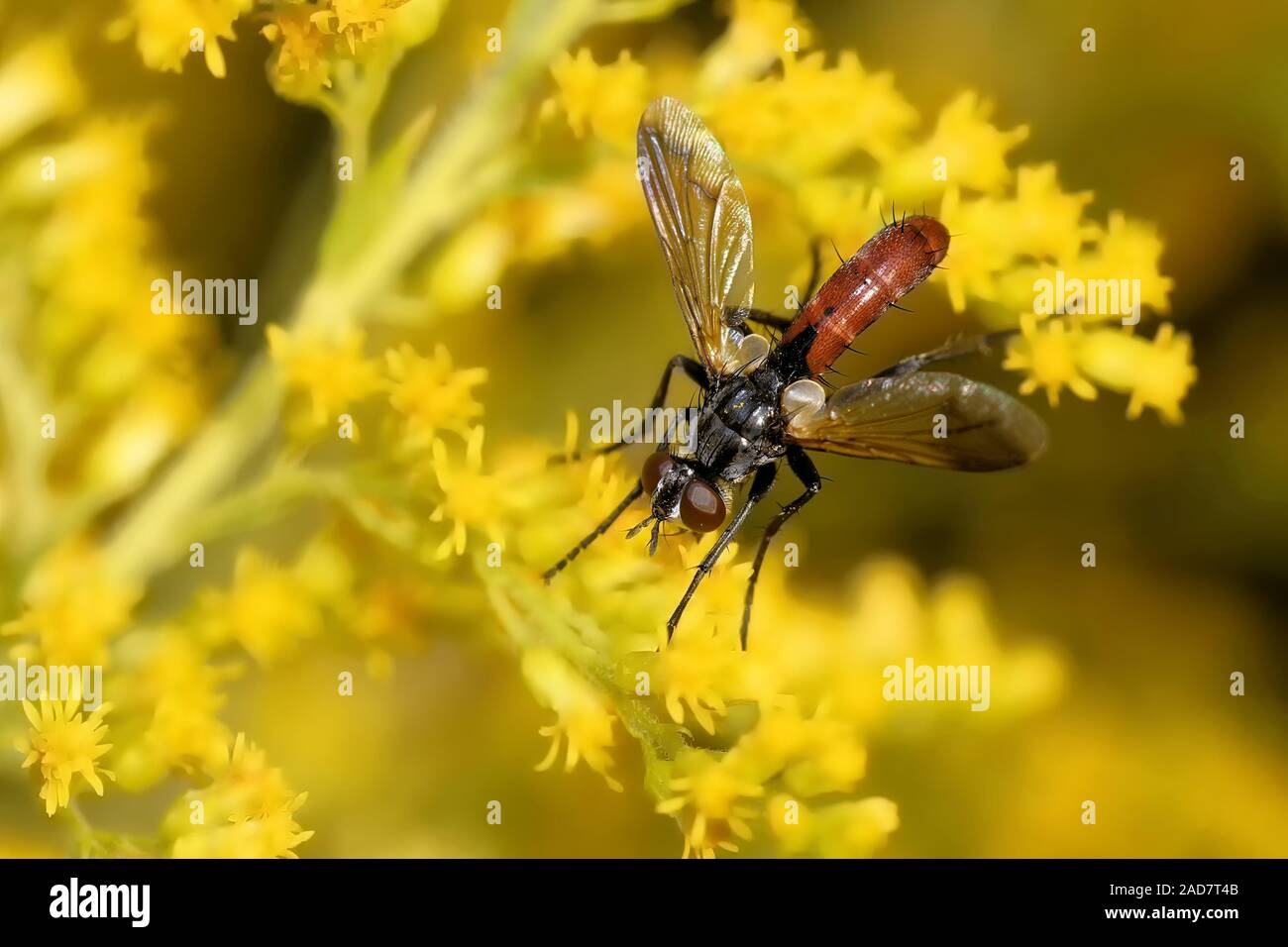 Vespa bicolor immagini e fotografie stock ad alta risoluzione - Alamy