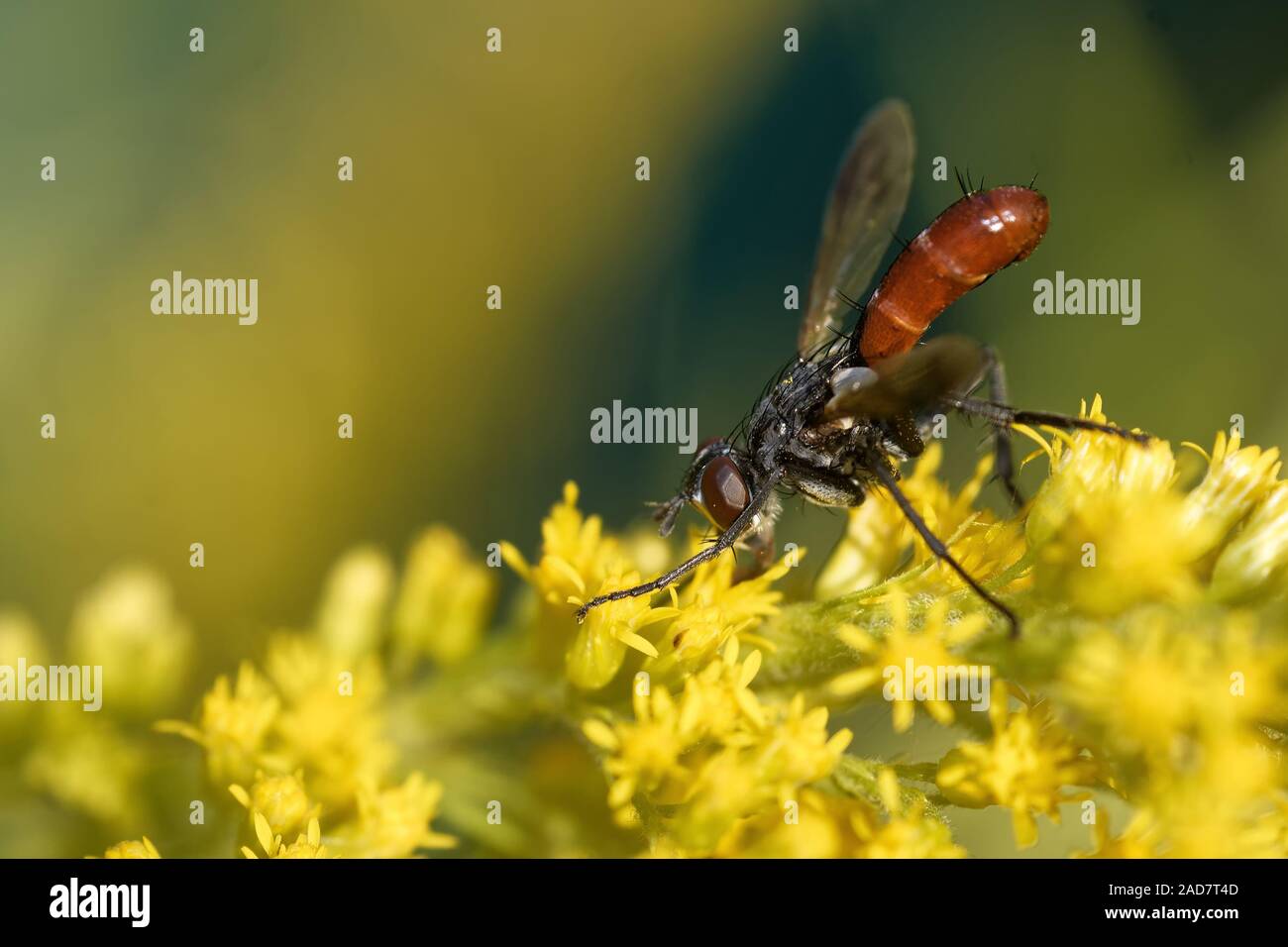 Vespa bicolor immagini e fotografie stock ad alta risoluzione - Alamy