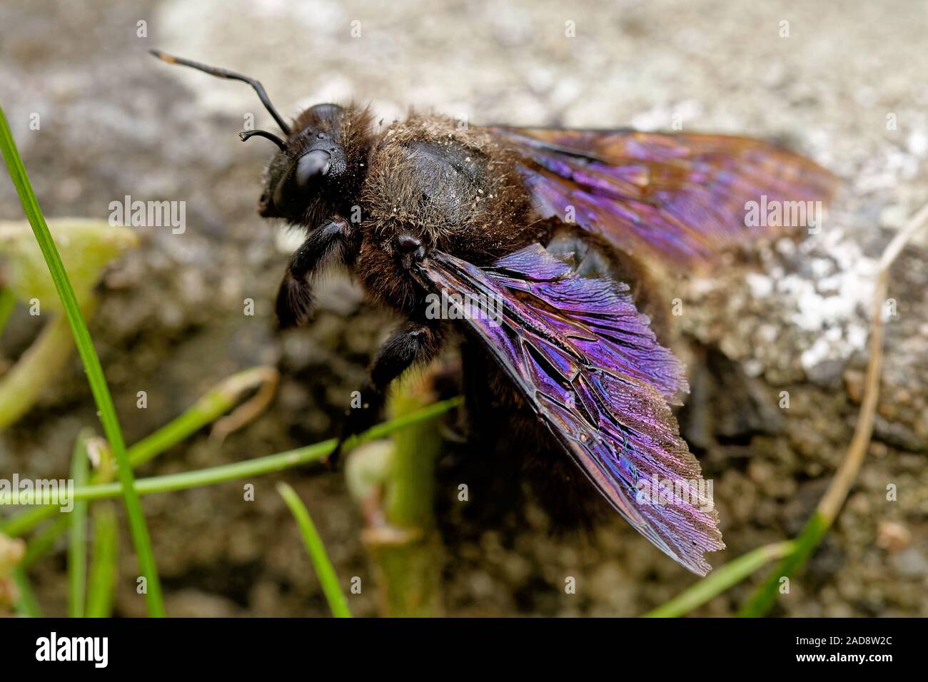 Grande ape in legno immagini e fotografie stock ad alta risoluzione - Alamy