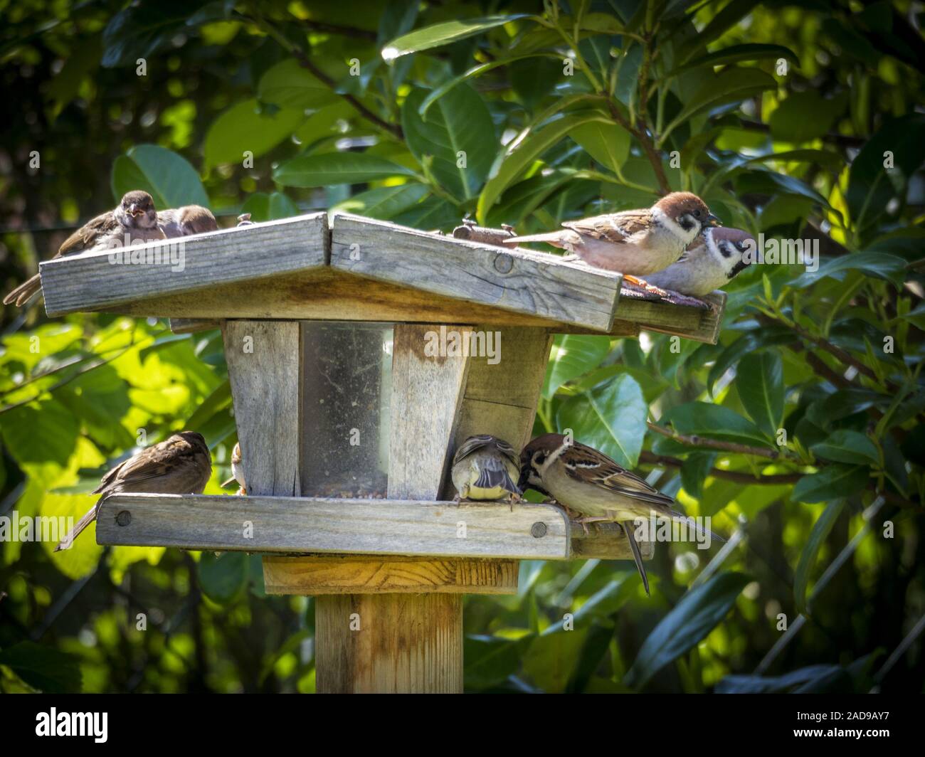 Passeri di giardino immagini e fotografie stock ad alta risoluzione - Alamy