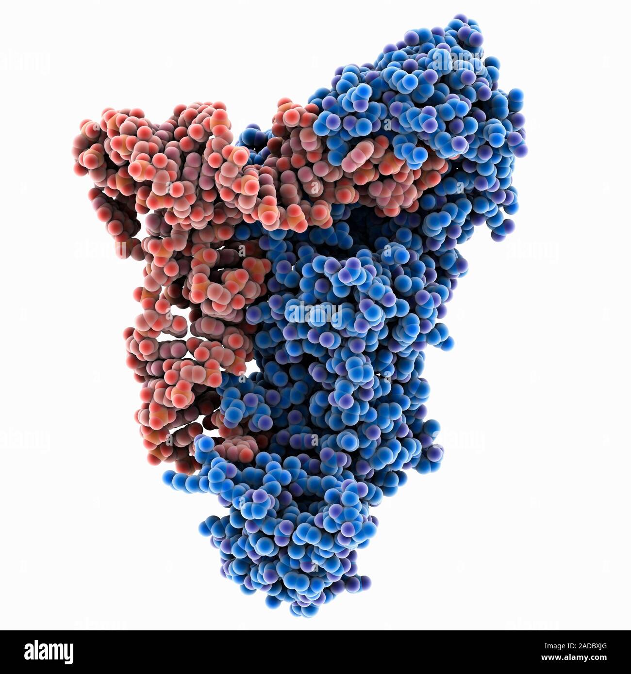 Glutaminil di RNA di trasferimento (tRNA sintetasi) complesso. Modello ...