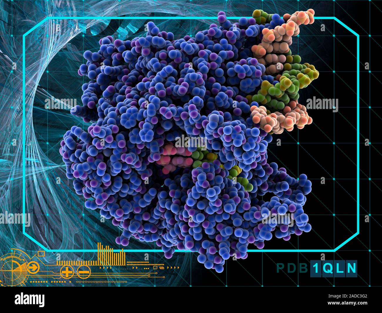 La RNA polimerasi. Il modello molecolare della RNA polimerasi (blu) la ...