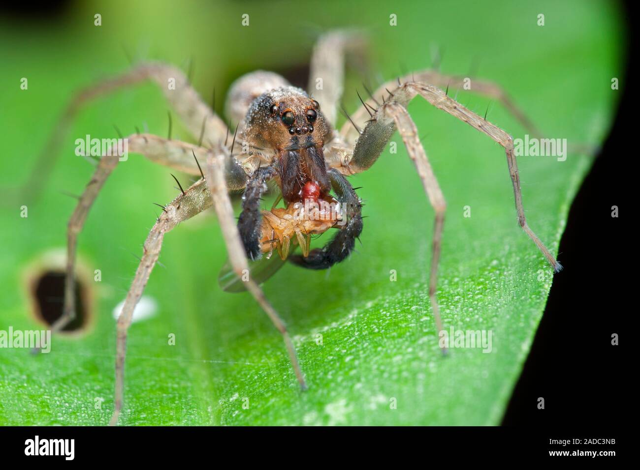 Lupo ragno con preda. Wolf spider (Famiglia Lycosidae) con una mosca ...