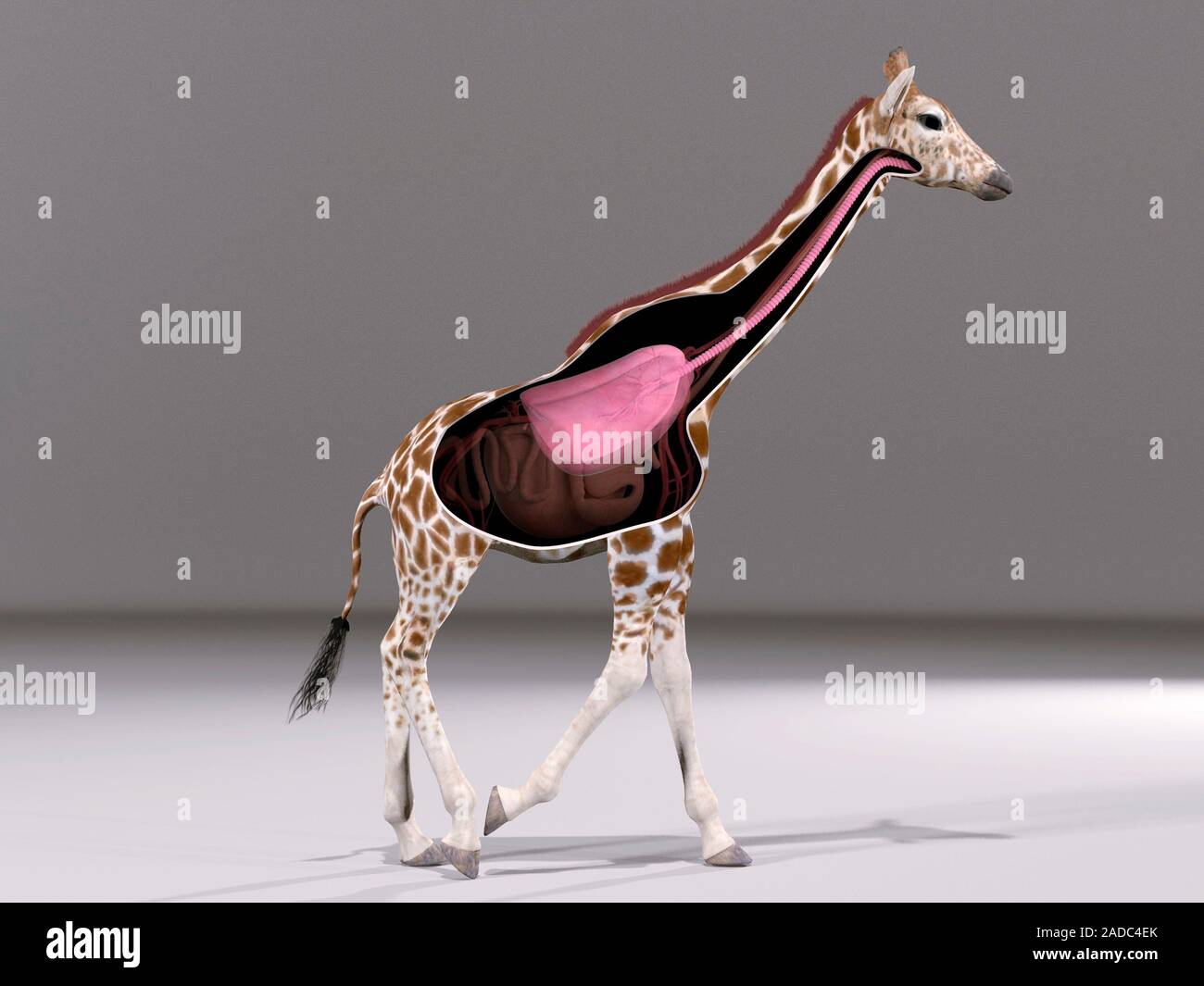 La giraffa anatomia. Illustrazione sezionata che mostra gli organi ...