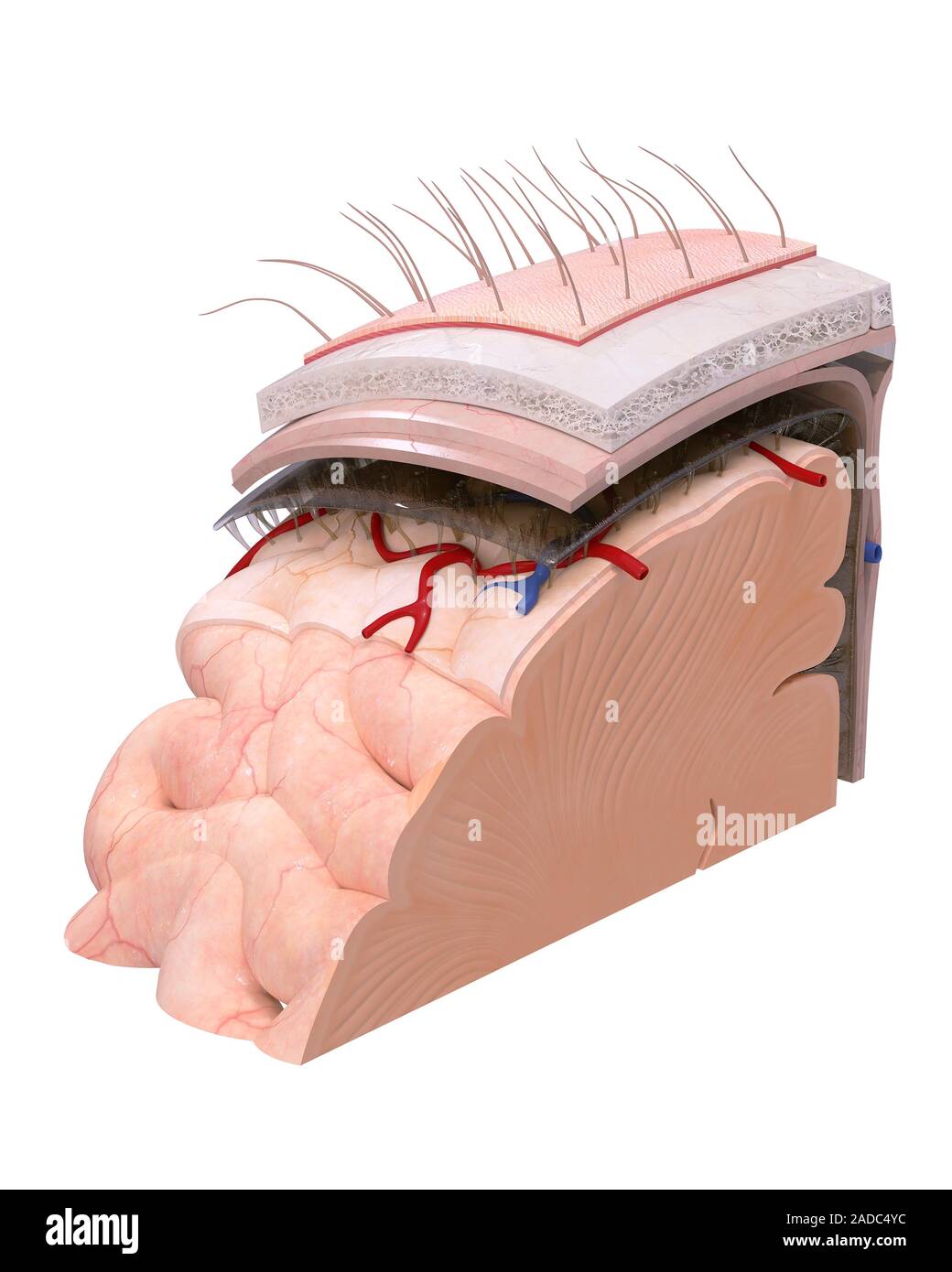 Le membrane cerebrali e anatomia. Illustrazione dell'anatomia delle ...