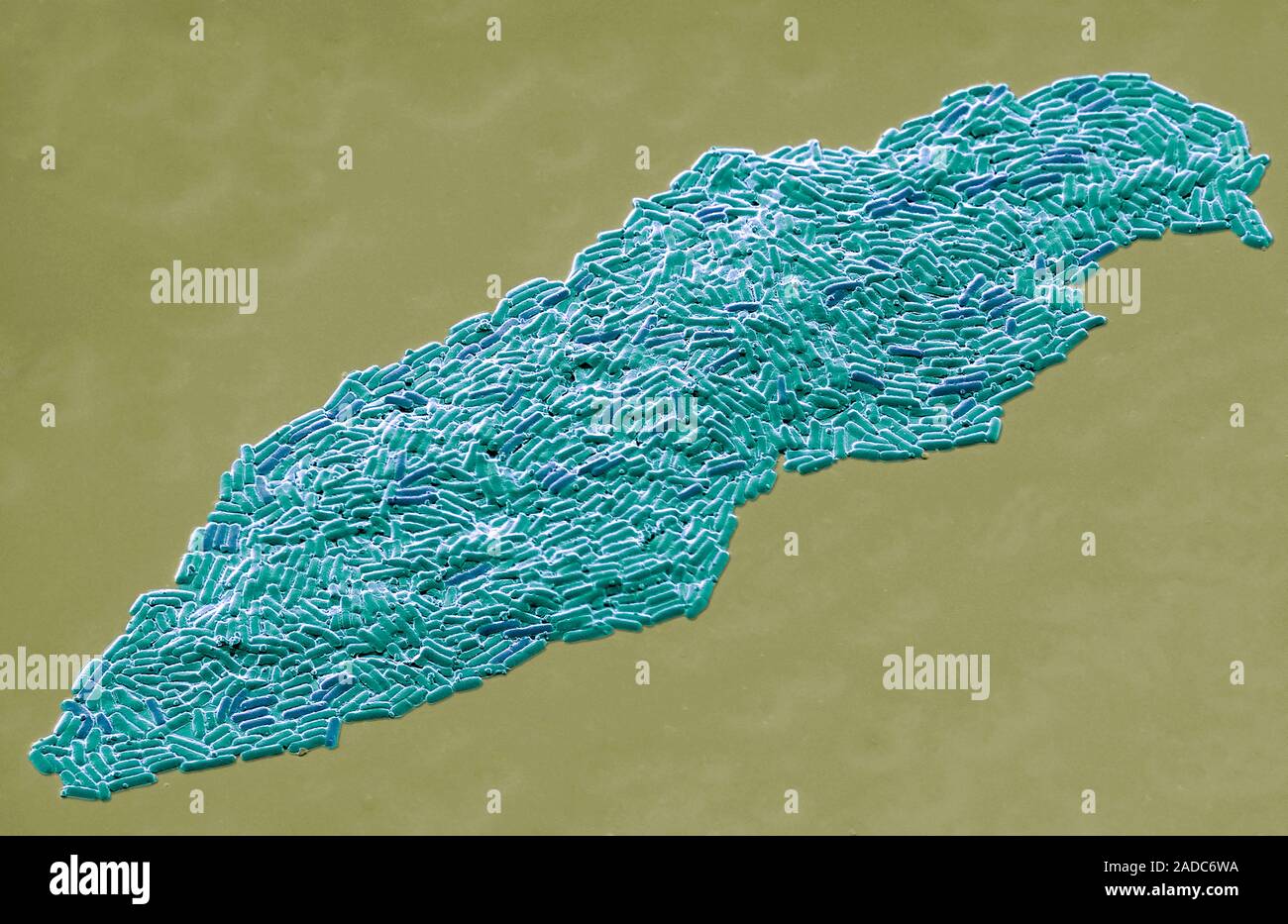 Il Bacillus subtilis. Color scanning electron microfotografia (SEM) di ...