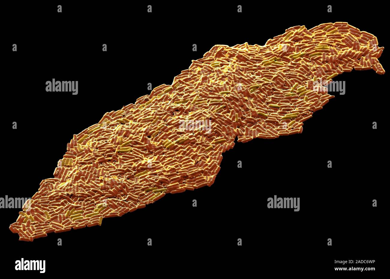 Il Bacillus subtilis. Color scanning electron microfotografia (SEM) di ...