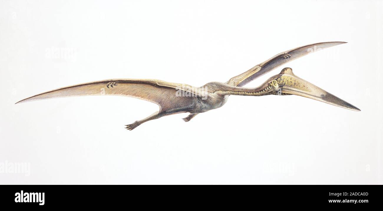 Quetzalcoatlus pteranodonte, illustrazione. Quetzalcoatlus era un ...
