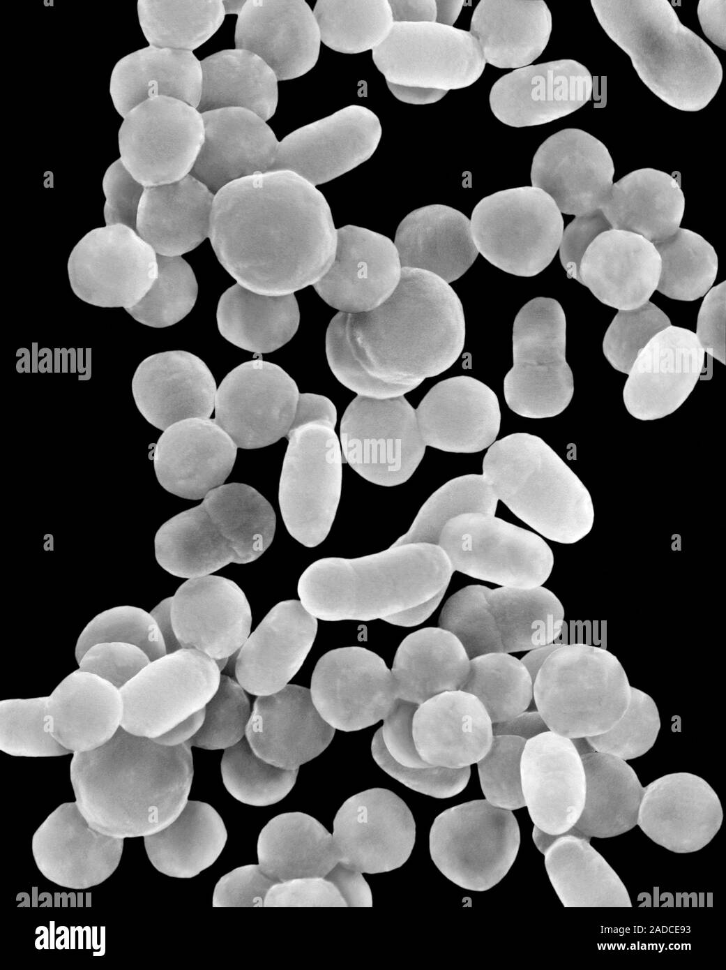 Micrografia al microscopio elettronico a scansione (SEM) di Haemophilus ...