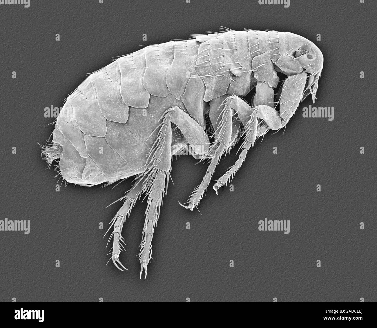 Micrografia al microscopio elettronico a scansione (SEM) di mammifero o ...