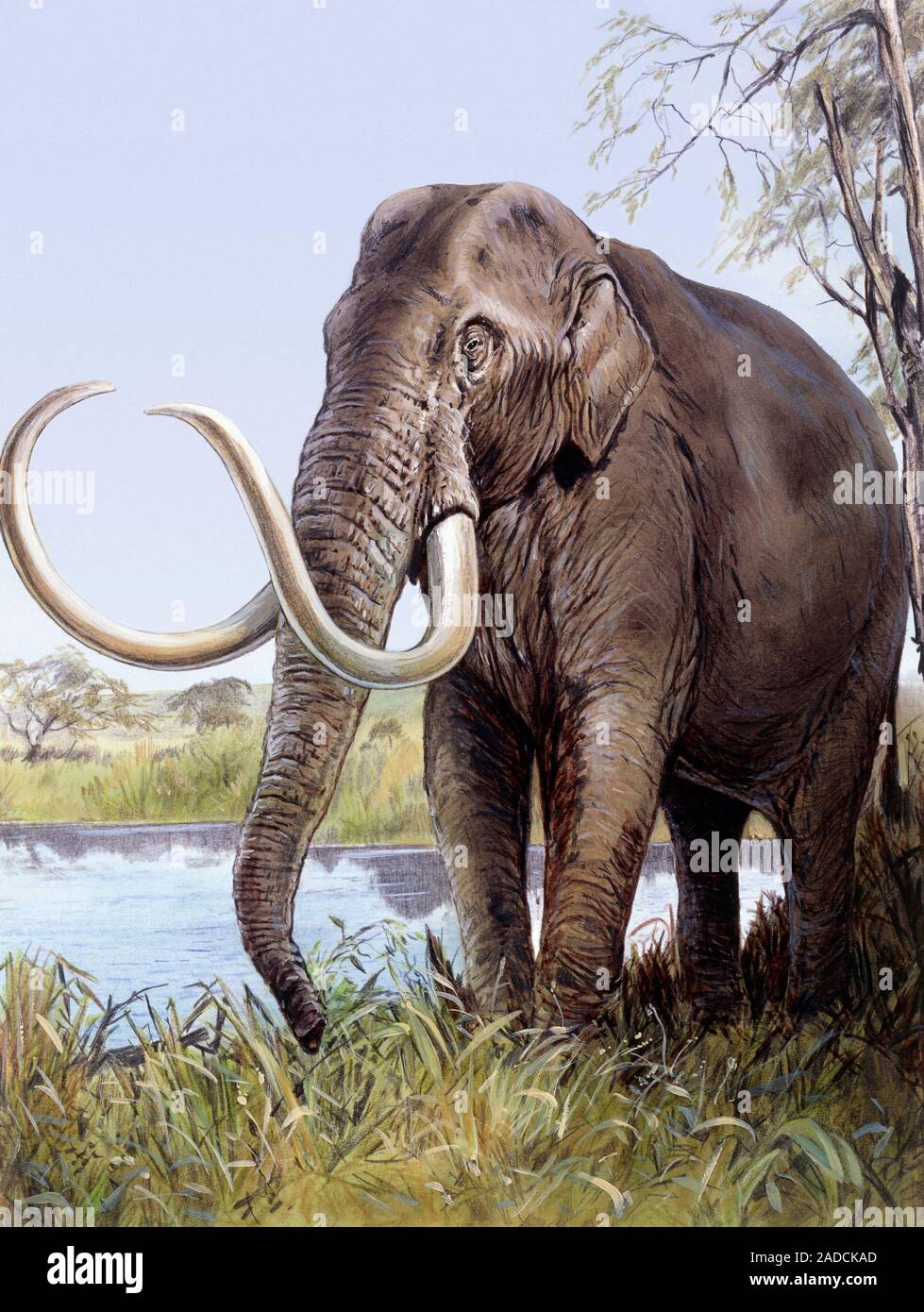 Columbian mammoth (Mammuthus imperator), illustrazione. Questo estinto ...