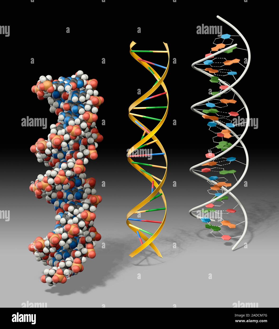 Le molecole di DNA, illustrazione del computer. Tre modelli che rappresentano la struttura di un ...