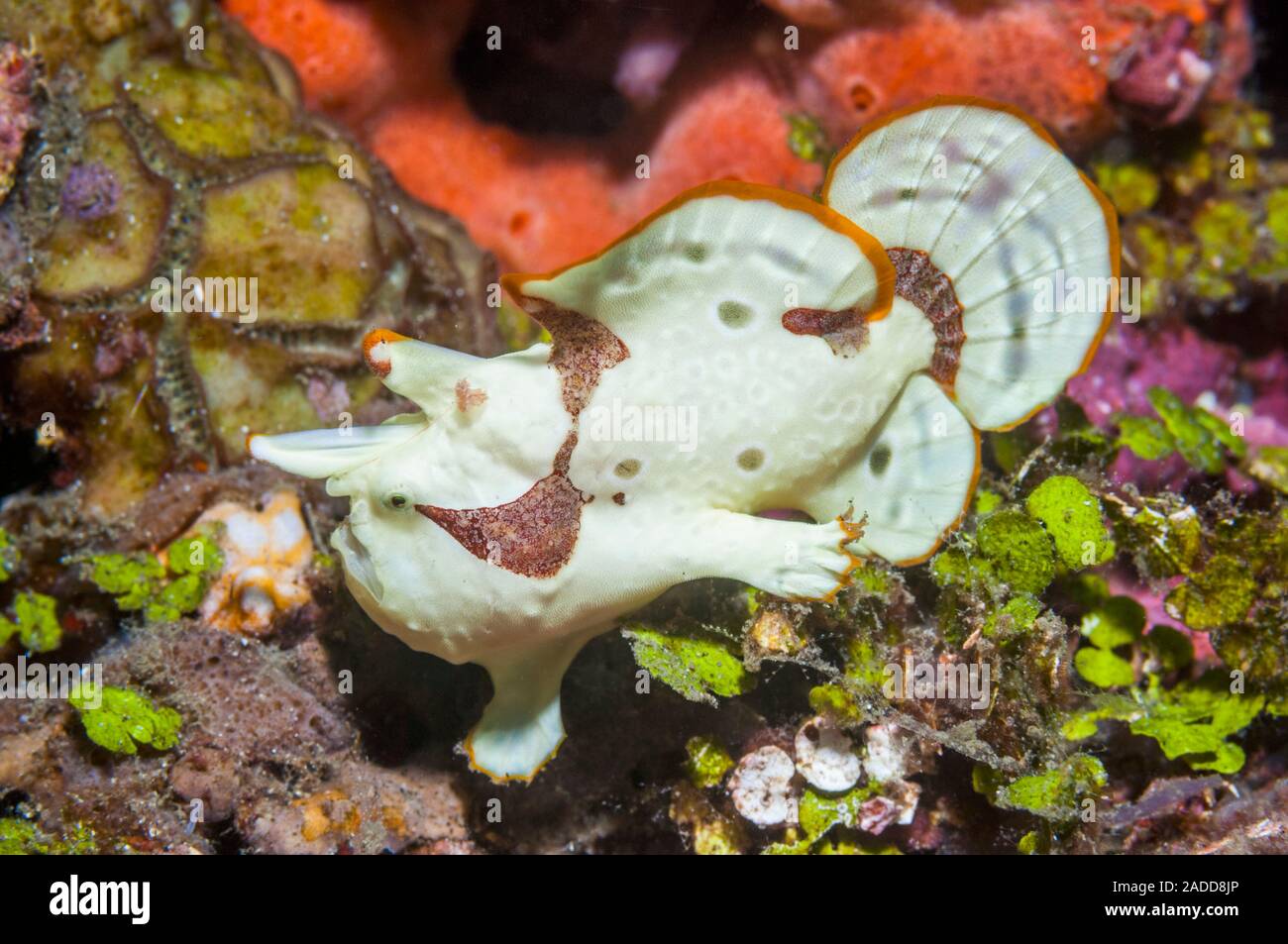 Rana pescatrice verniciata (Antennarius pictus) sulla barriera ...