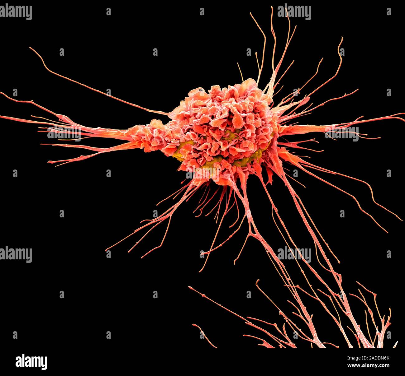 Cellula dendritica. Color scanning electron microfotografia (SEM) di ...