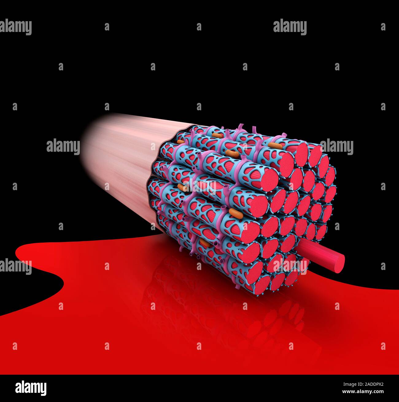 Fibra muscolare struttura, illustrazione. Fibre muscolari (destra) sono ...