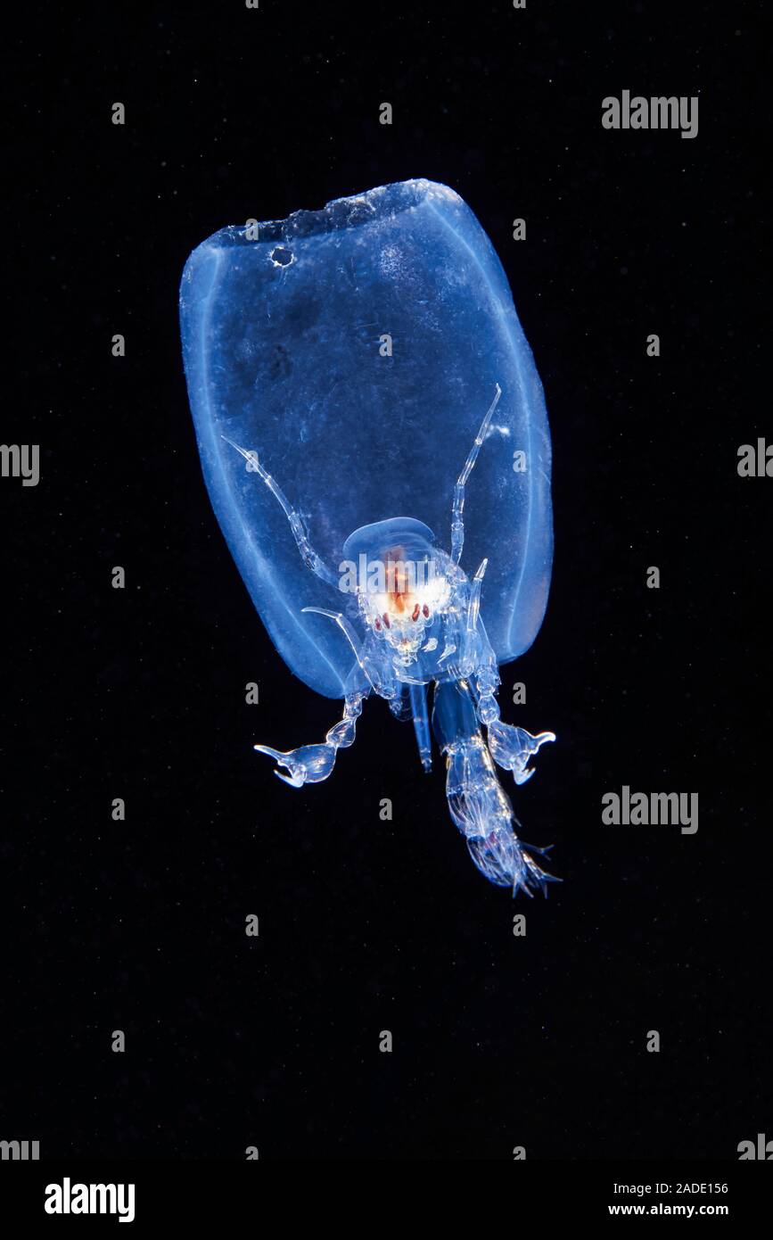 Phronima amphipod all'interno di un salp. Amphipods sono piccoli ...