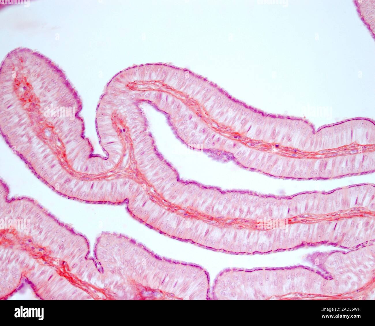 Micrografia luce della mucosa delle tube di falloppio colorate con ...