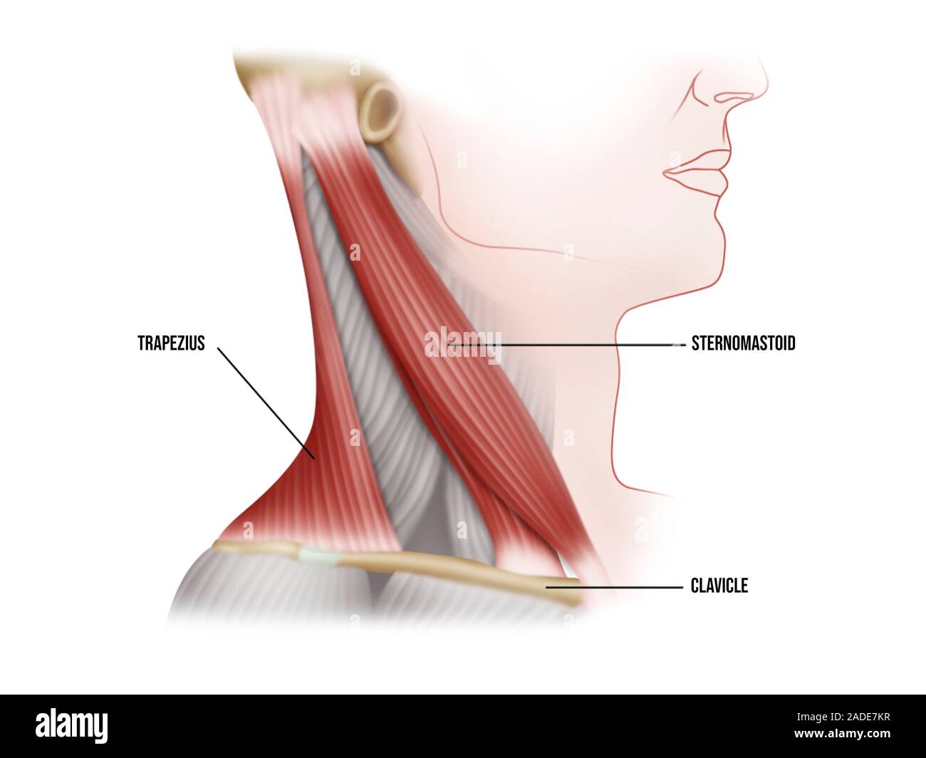 Principali muscoli del collo, illustrazione. I muscoli etichettati qui sono il trapezius e il ...