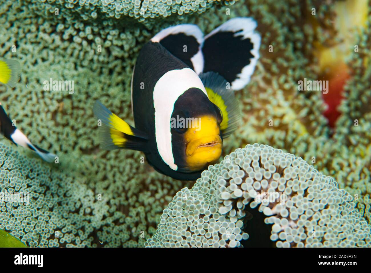 Panda anemonefish immagini e fotografie stock ad alta risoluzione - Alamy