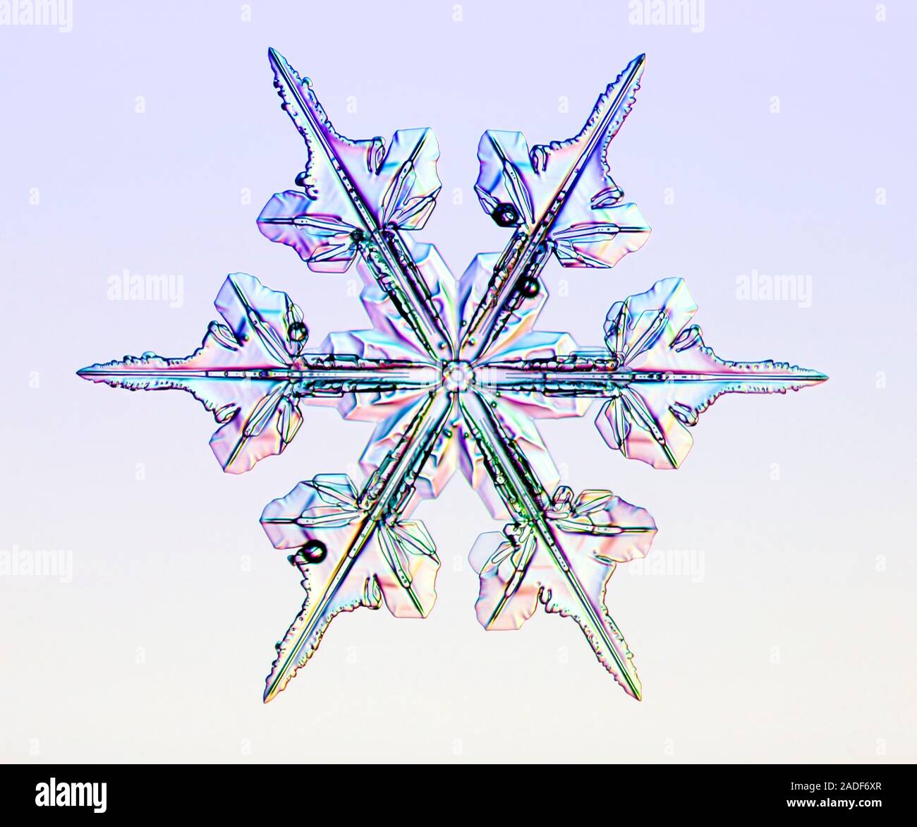 Il simbolo del fiocco di neve, micrografia di luce. Questa forma di ...