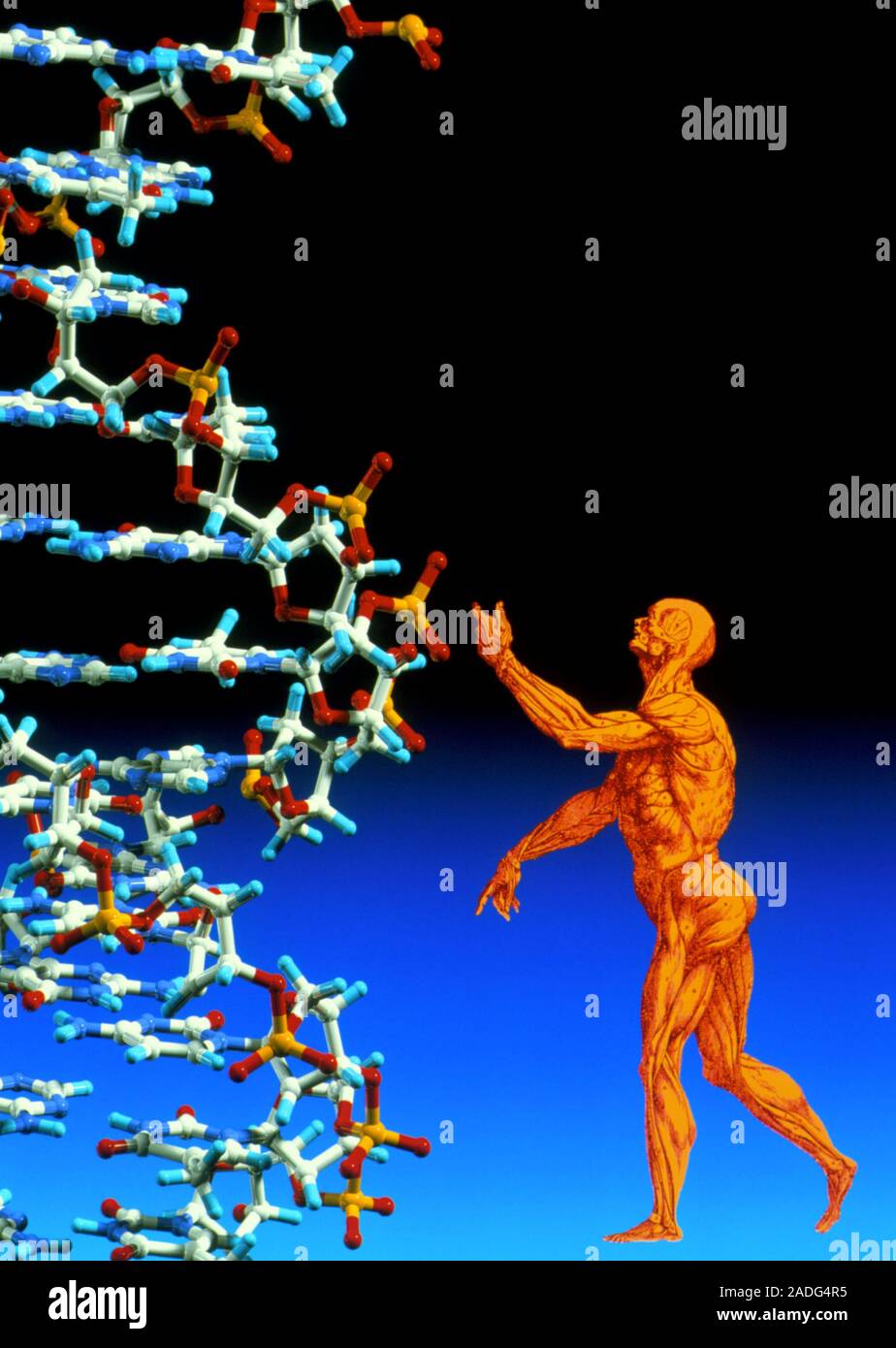 DNA e il corpo umano. Computer grafica della parte della molecola di ...