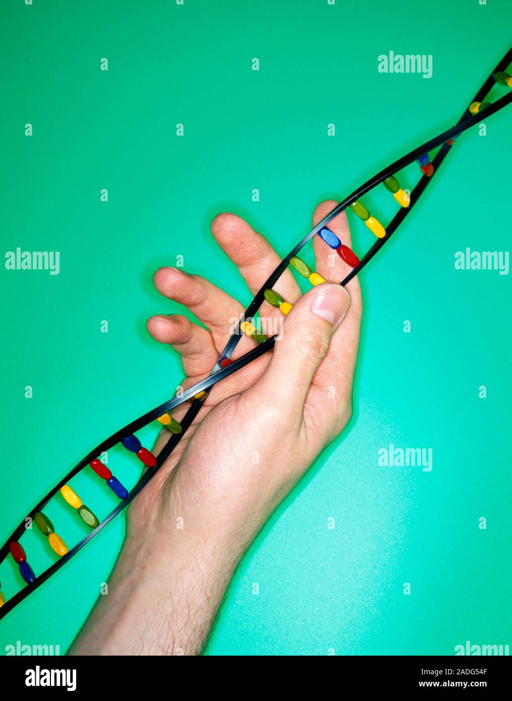 Elica di DNA. Mano che regge un modello della doppia elica del DNA ...