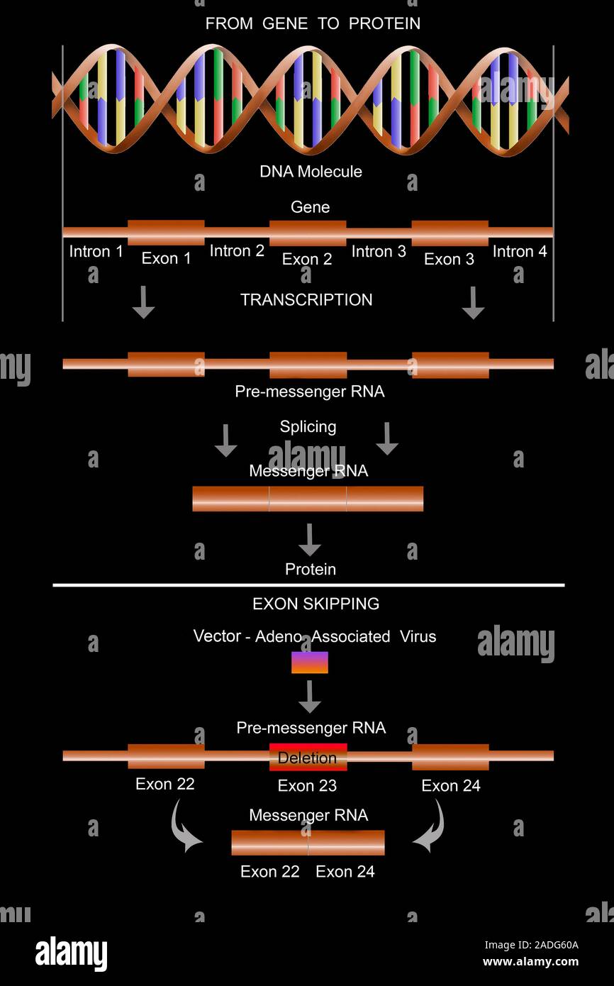 La terapia genica. Diagramma che mostra esone saltando come un mezzo di ...