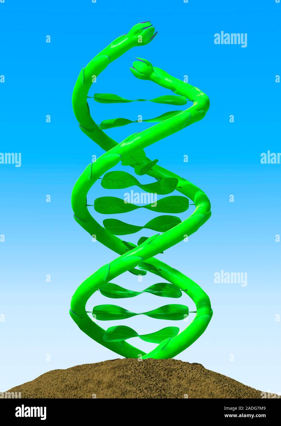 Pianta geneticamente modificata, opere d'arte concettuale. Steli di ...