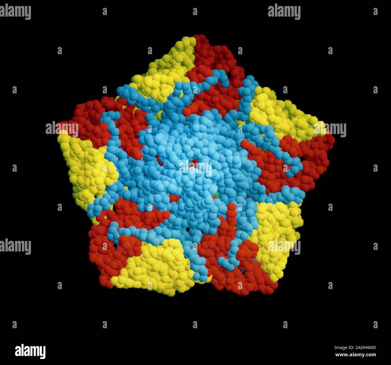 Virus Polio pentamero. Grafica molecolare di un pentamero dal ...