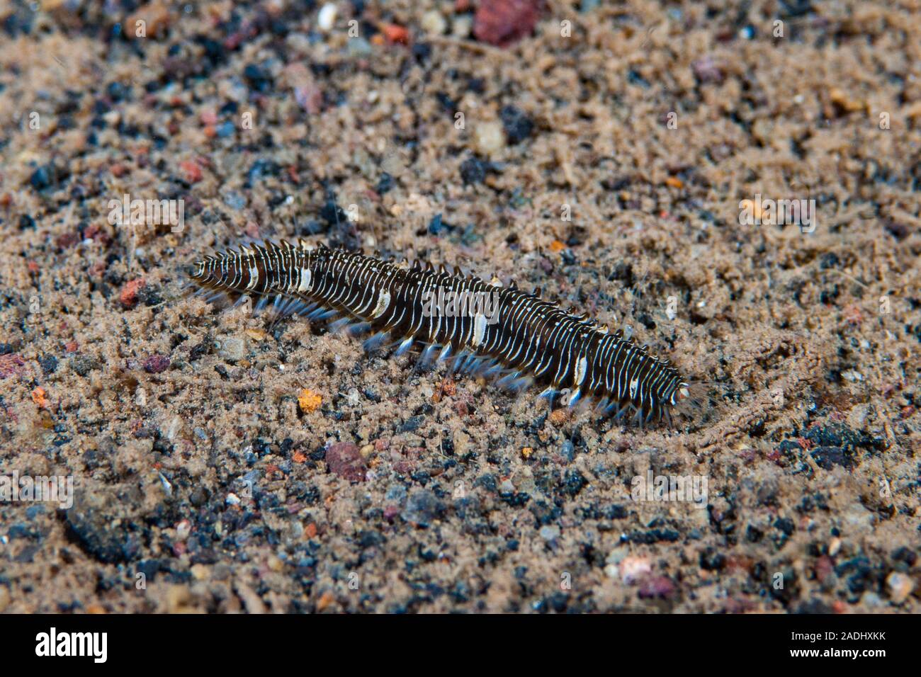 Polychaete worms immagini e fotografie stock ad alta risoluzione - Alamy