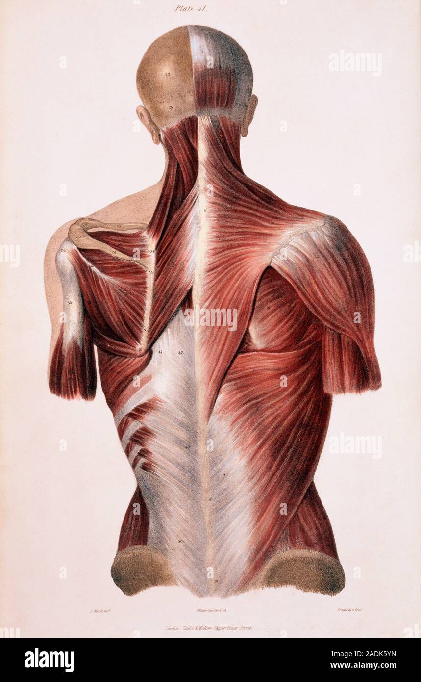 Muscoli della schiena, opera storica. La pelle e la fascia (il tessuto ...