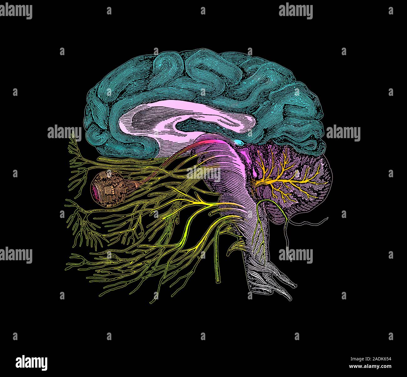 Anatomia del cervello. Opera storica di anatomia del cervello umano e i ...