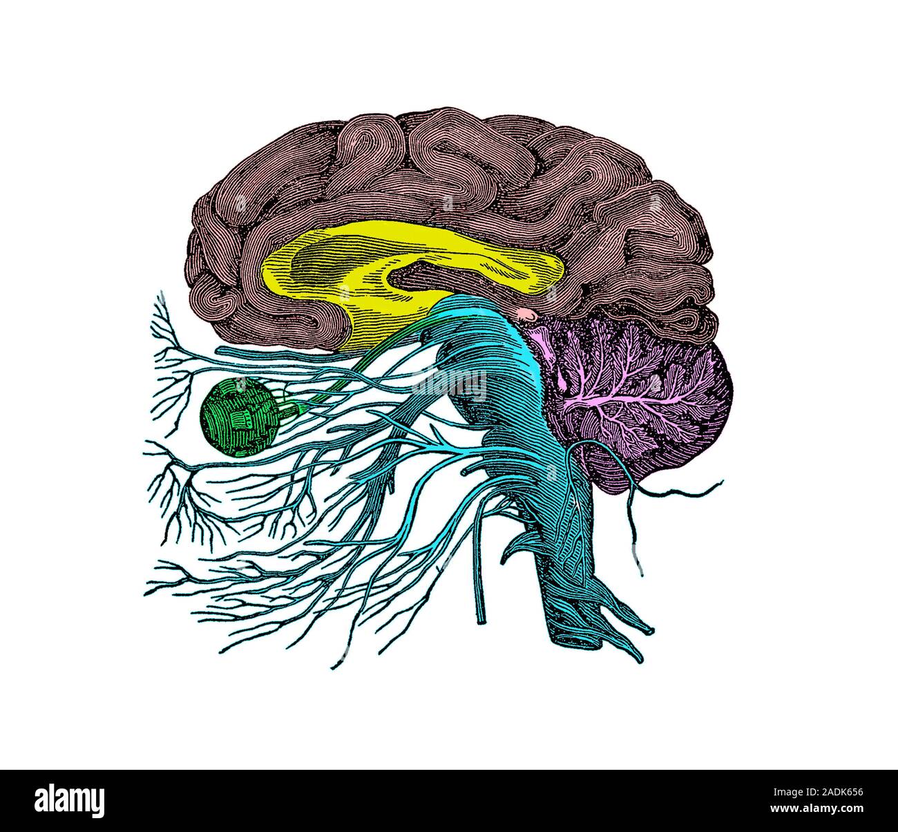 Anatomia del cervello. Opera storica di anatomia del cervello umano e i ...