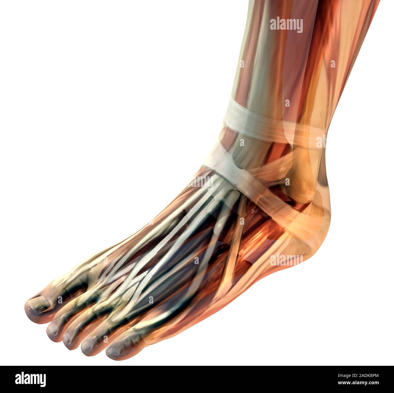 Anatomia del piede, computer grafica. I muscoli sono rosa, tendini e ...