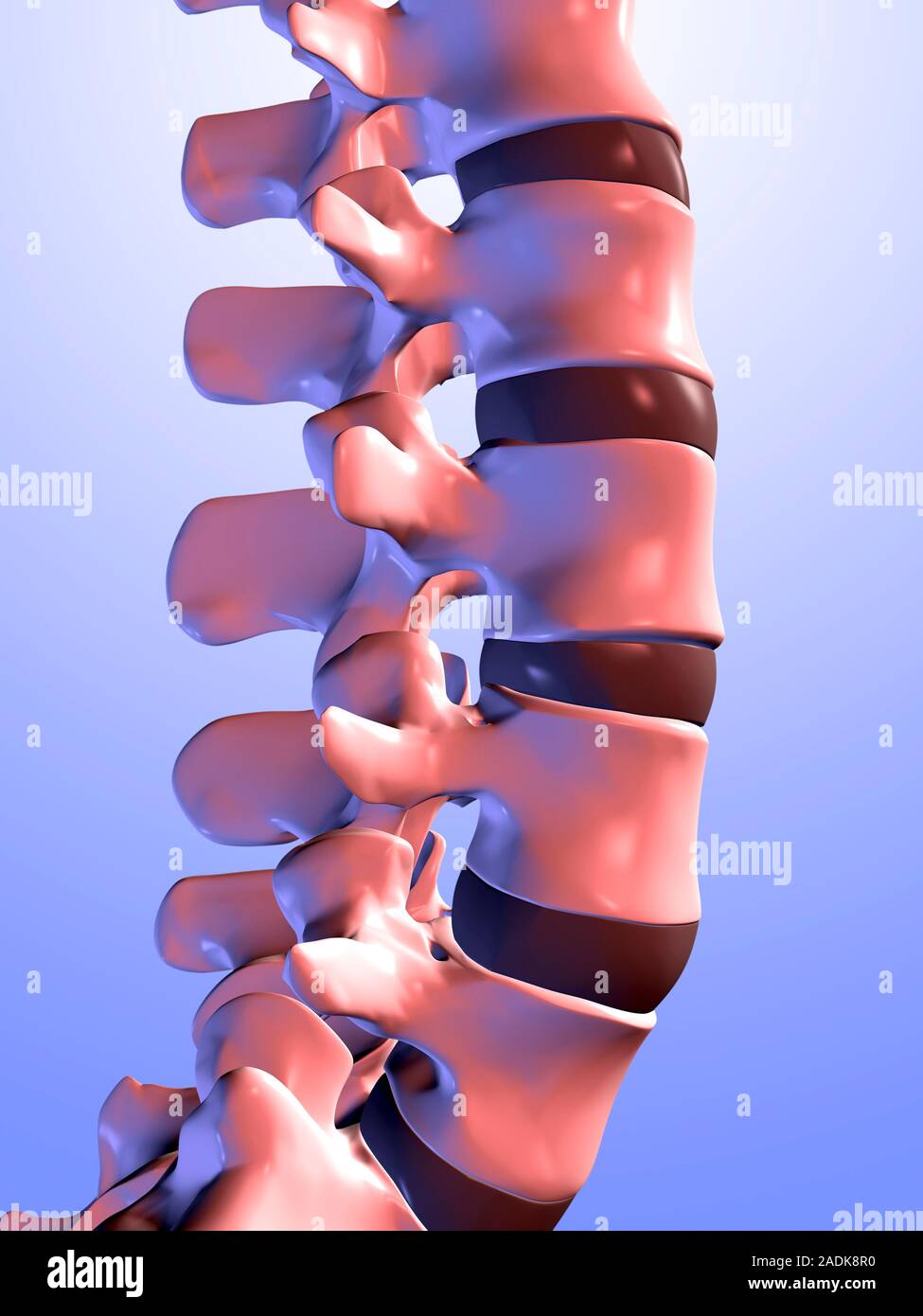 Le vertebre lombari, laterale (laterale). Questo computer arte mostra ...