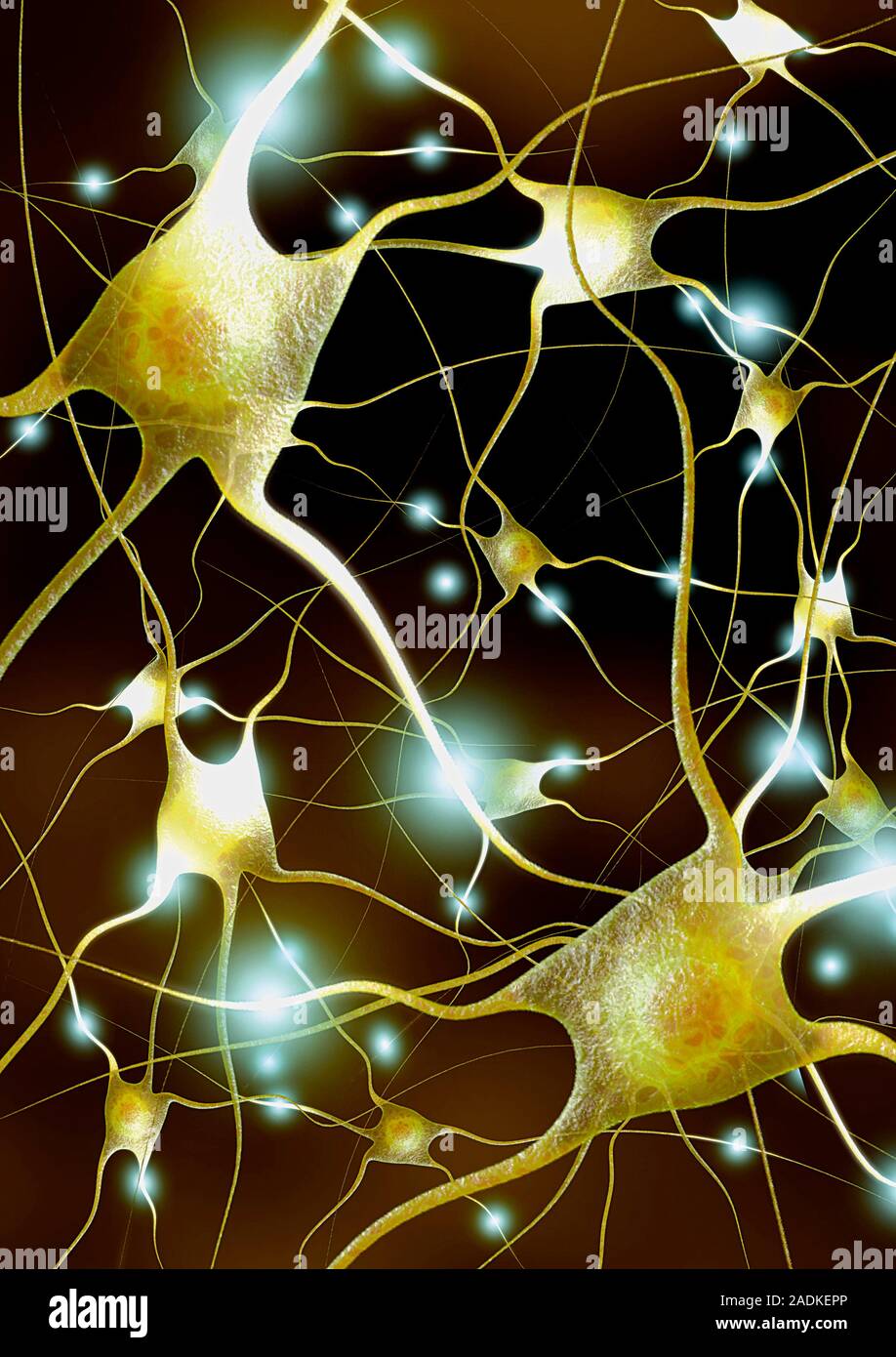 Le cellule nervose. Computer artwork di cellule nervose o neuroni. I ...