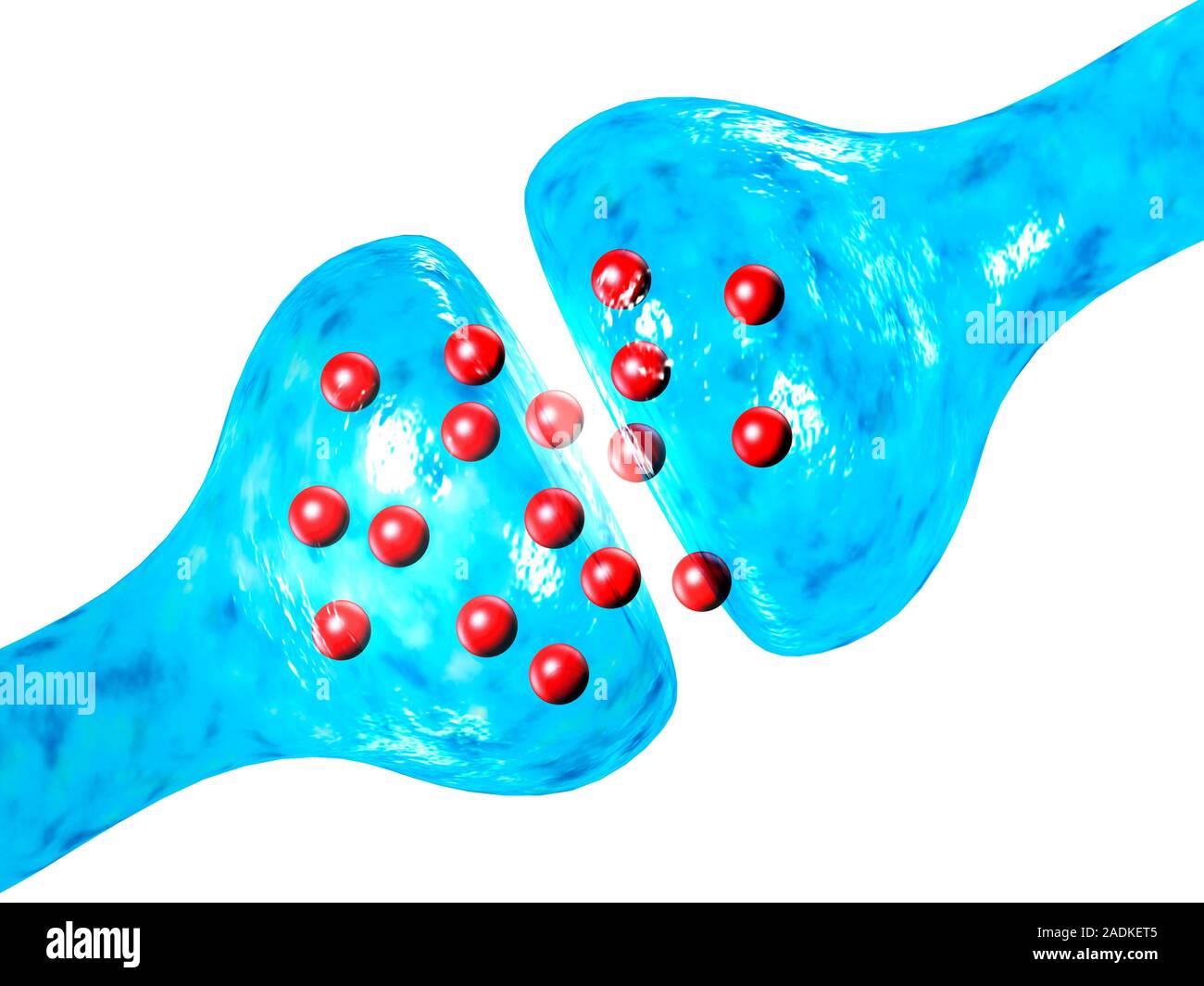 Synapse. Illustrazione di computer di una sinapsi, la giunzione tra due ...