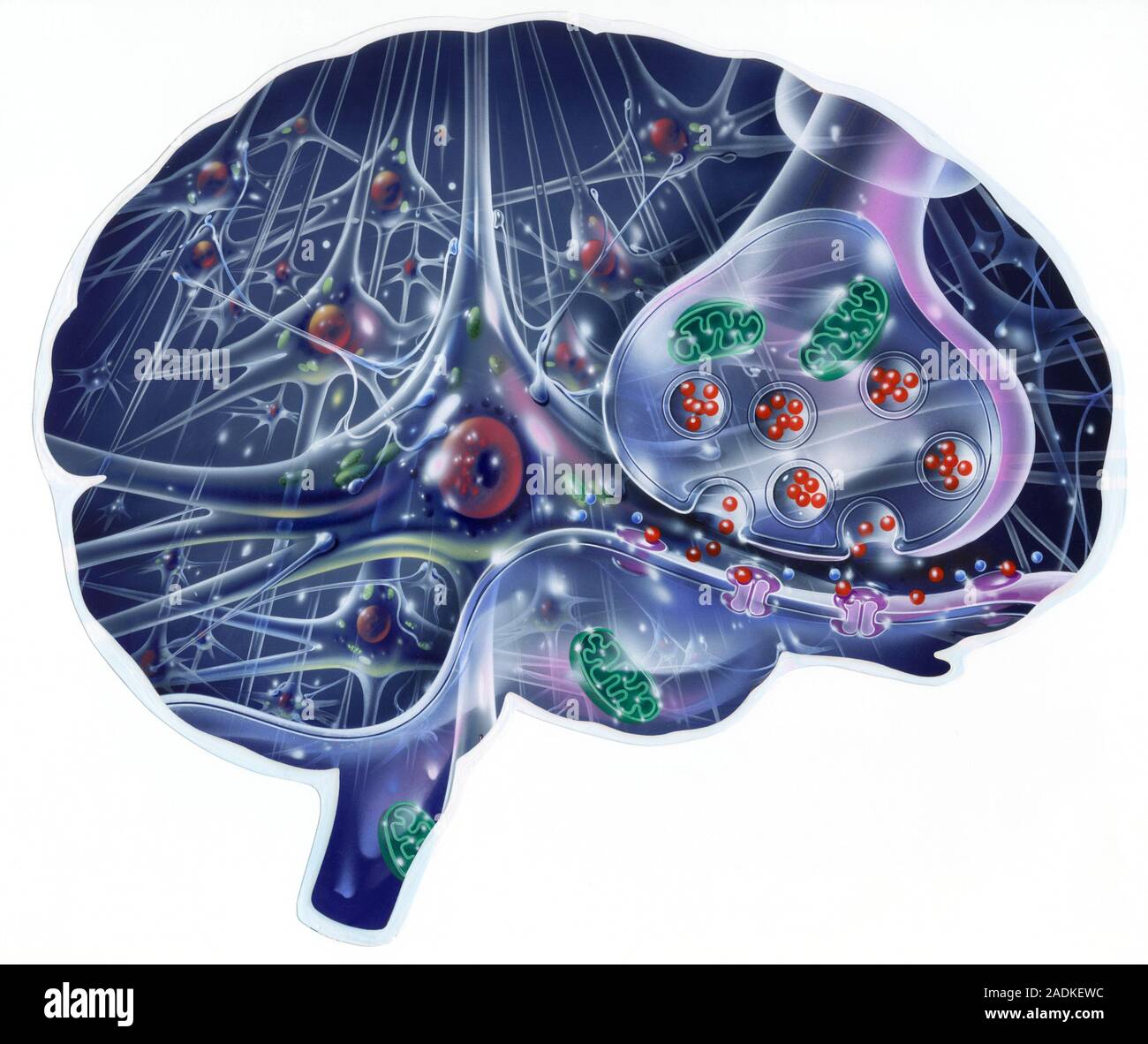 Sinapsi nervo. Computer grafica di un cervello, mostrando i neuroni ...
