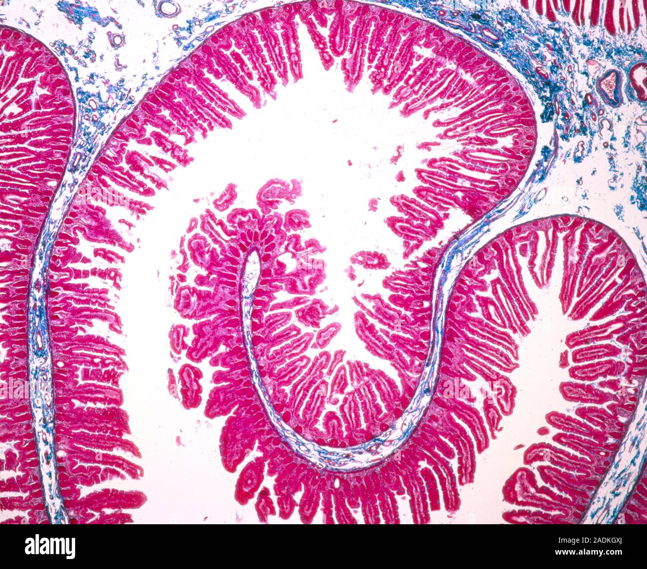 Il piccolo intestino. Micrografia di luce di una sezione attraverso l ...