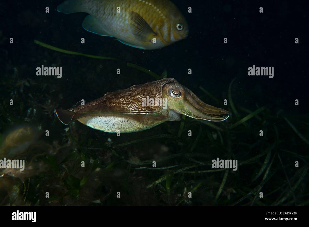 Seppie giganti immagini e fotografie stock ad alta risoluzione - Alamy