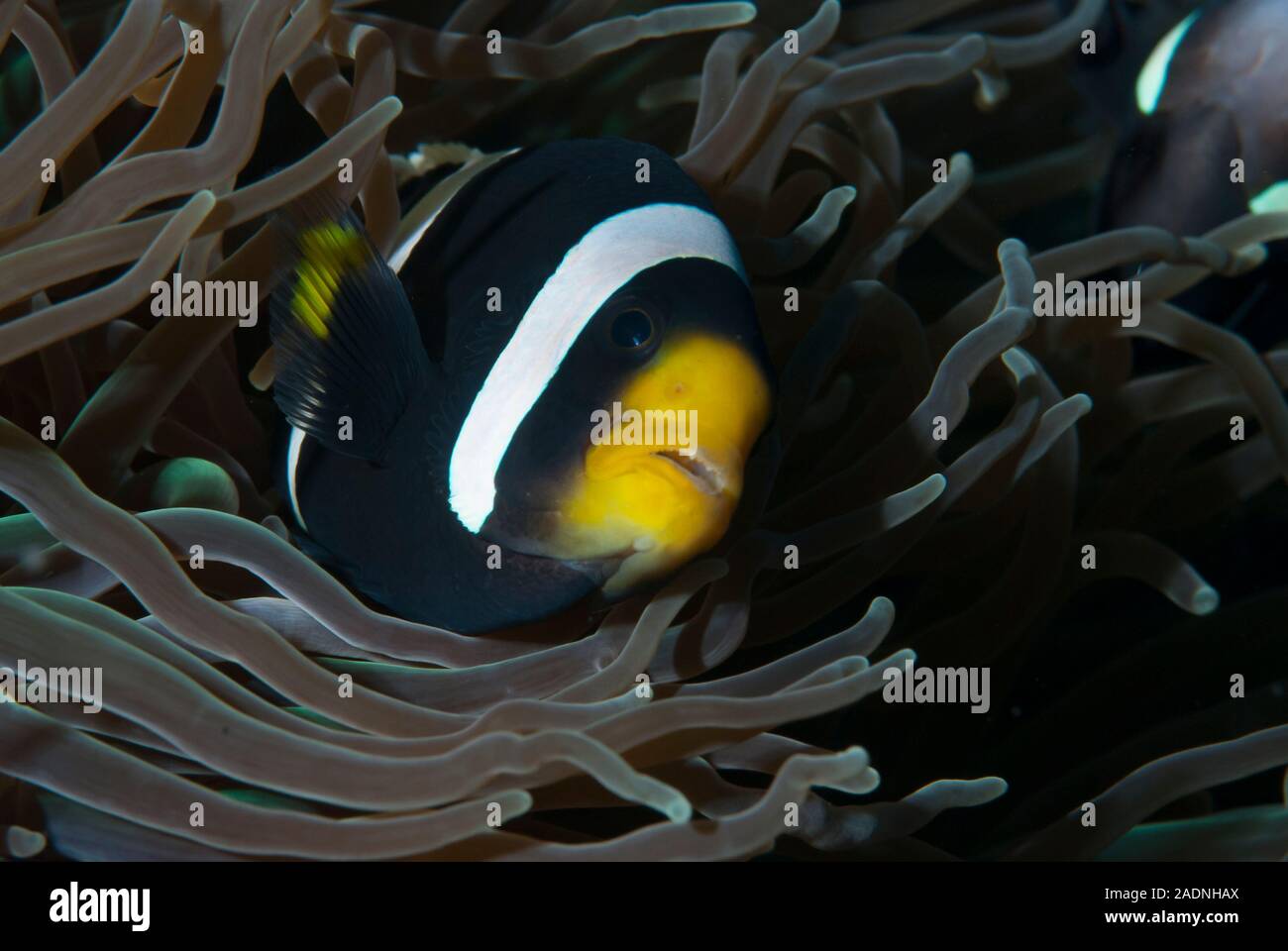 Sebae anemonefish immagini e fotografie stock ad alta risoluzione - Alamy