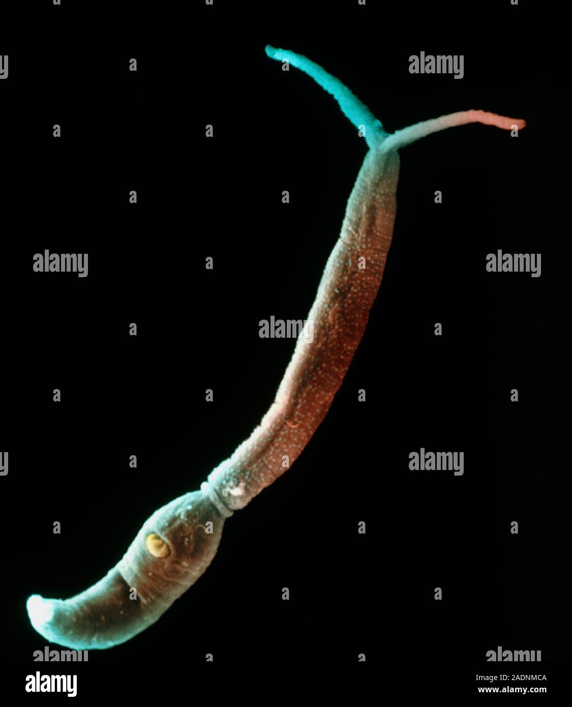 Parasite cercaria. Color scanning electron microfotografia (SEM) di un ...
