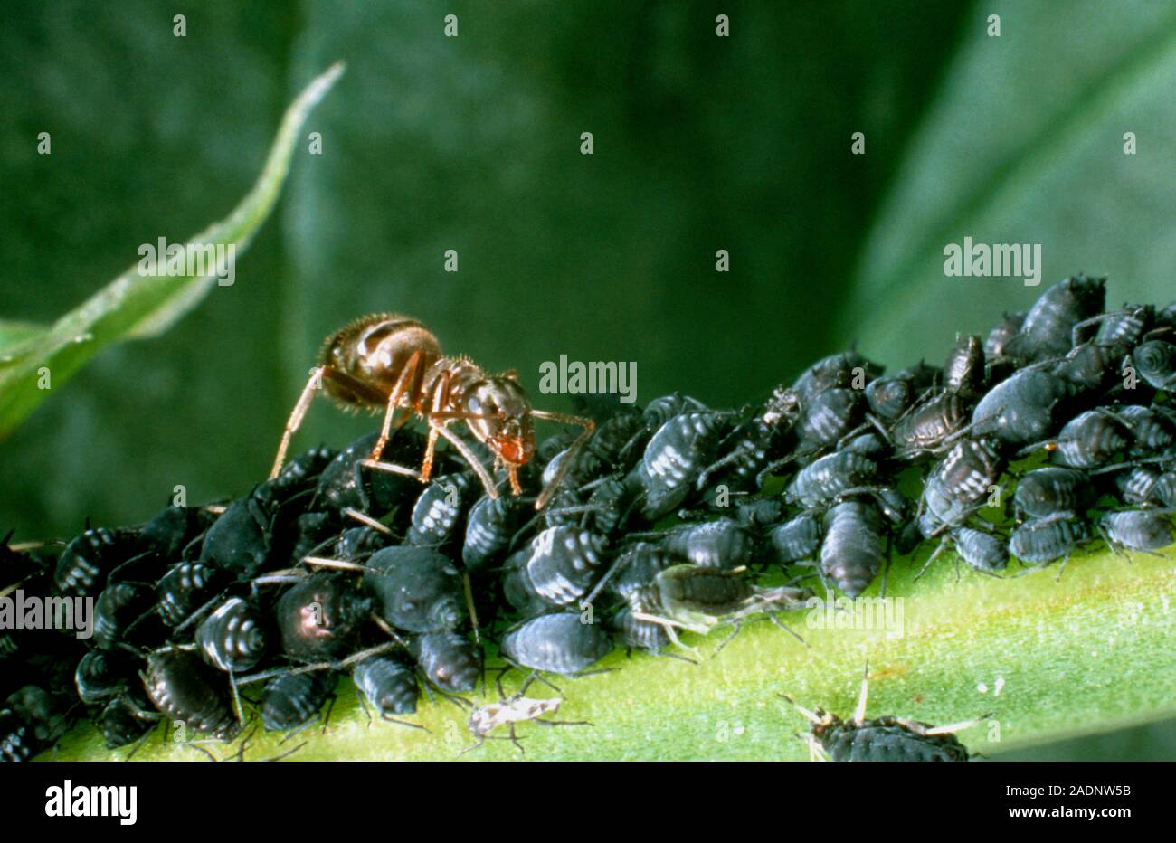 Macrophotograph di un nero garden ant, Lasius niger, melata di raccolta ...