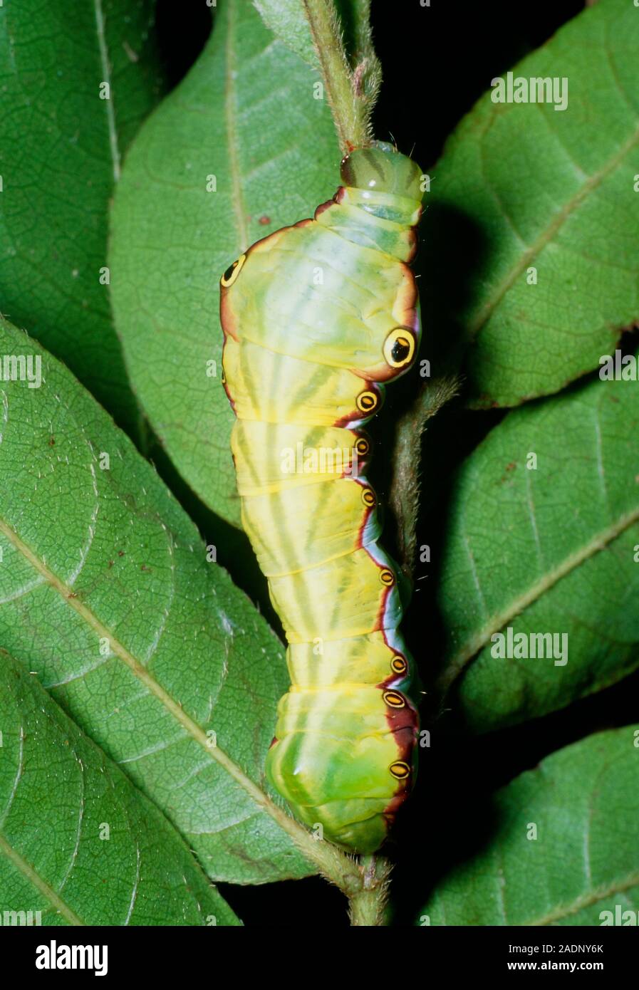 Moth caterpillar su un impianto di stelo. Il eyespots situato verso la ...