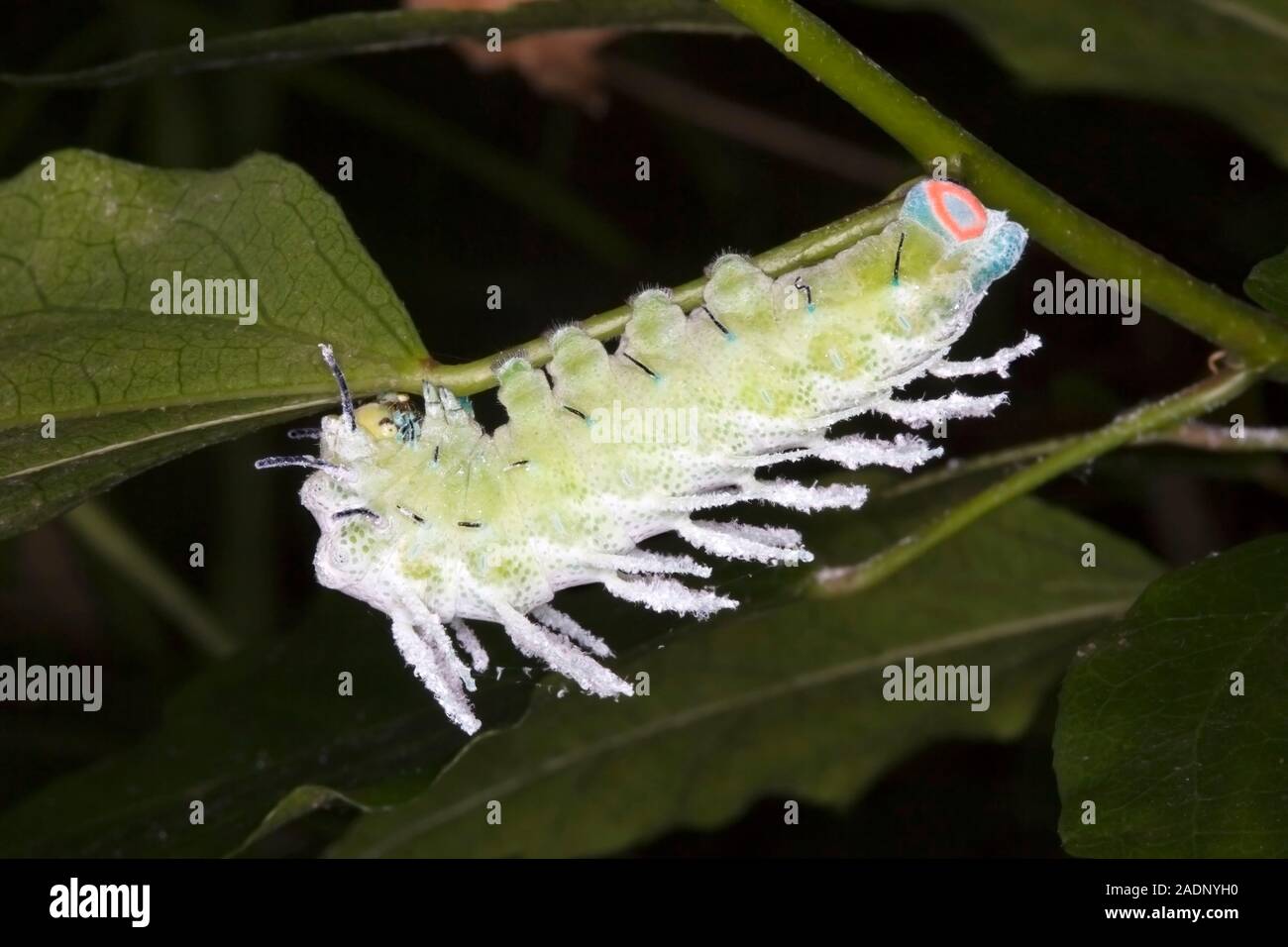 Atlas moth caterpillar (Attacus atlas) su una foglia. Atlas falene sono ...