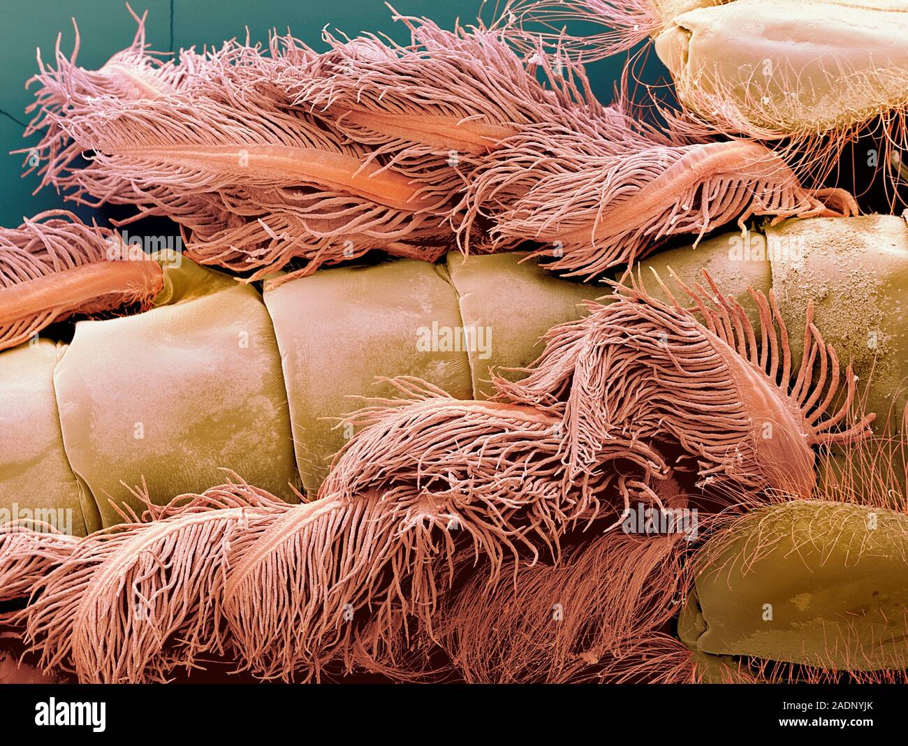 Le branchie di un alderfly larva. Color scanning electron ...